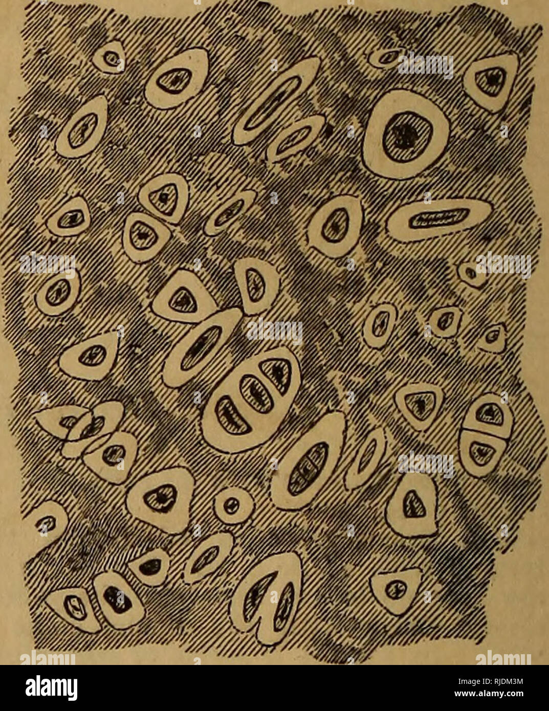 . The cat : an introduction to the study of backboned animals ...