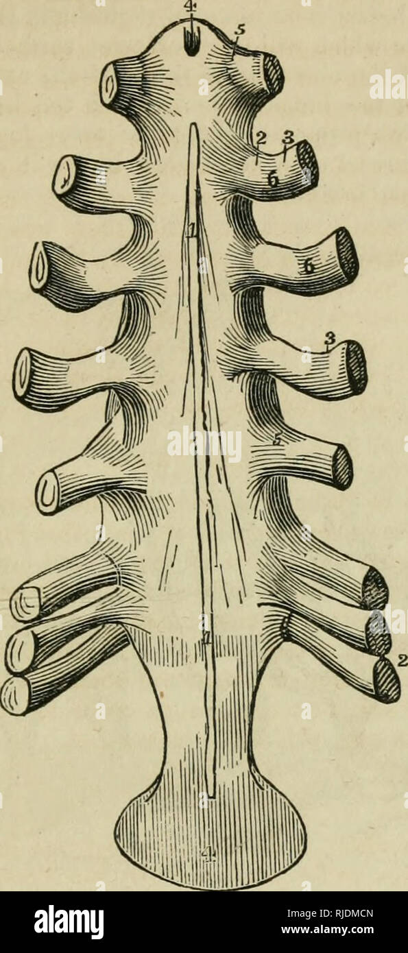 . Cattle. Cattle; Cattle. THE BREAST-BONE OF THE OX. 237 for, in ...