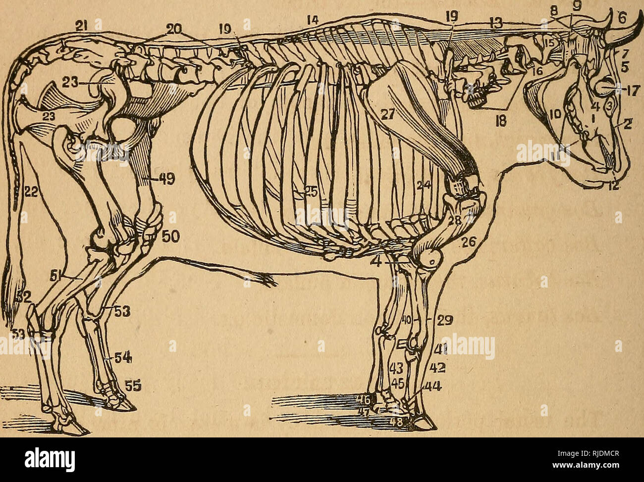 Occipital horns hi-res stock photography and images - Alamy