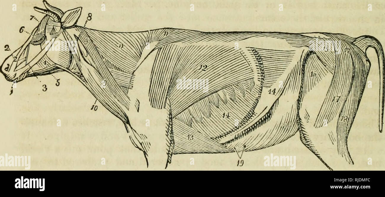 Chapter Ring High Resolution Stock Photography and Images - Alamy