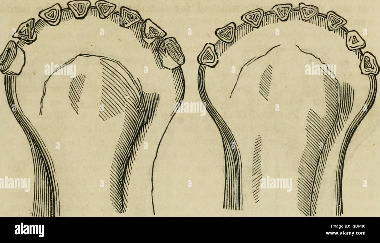 . Cattle. Cattle; Cattle. THE TEETH 191 to the four central teeth, in ...