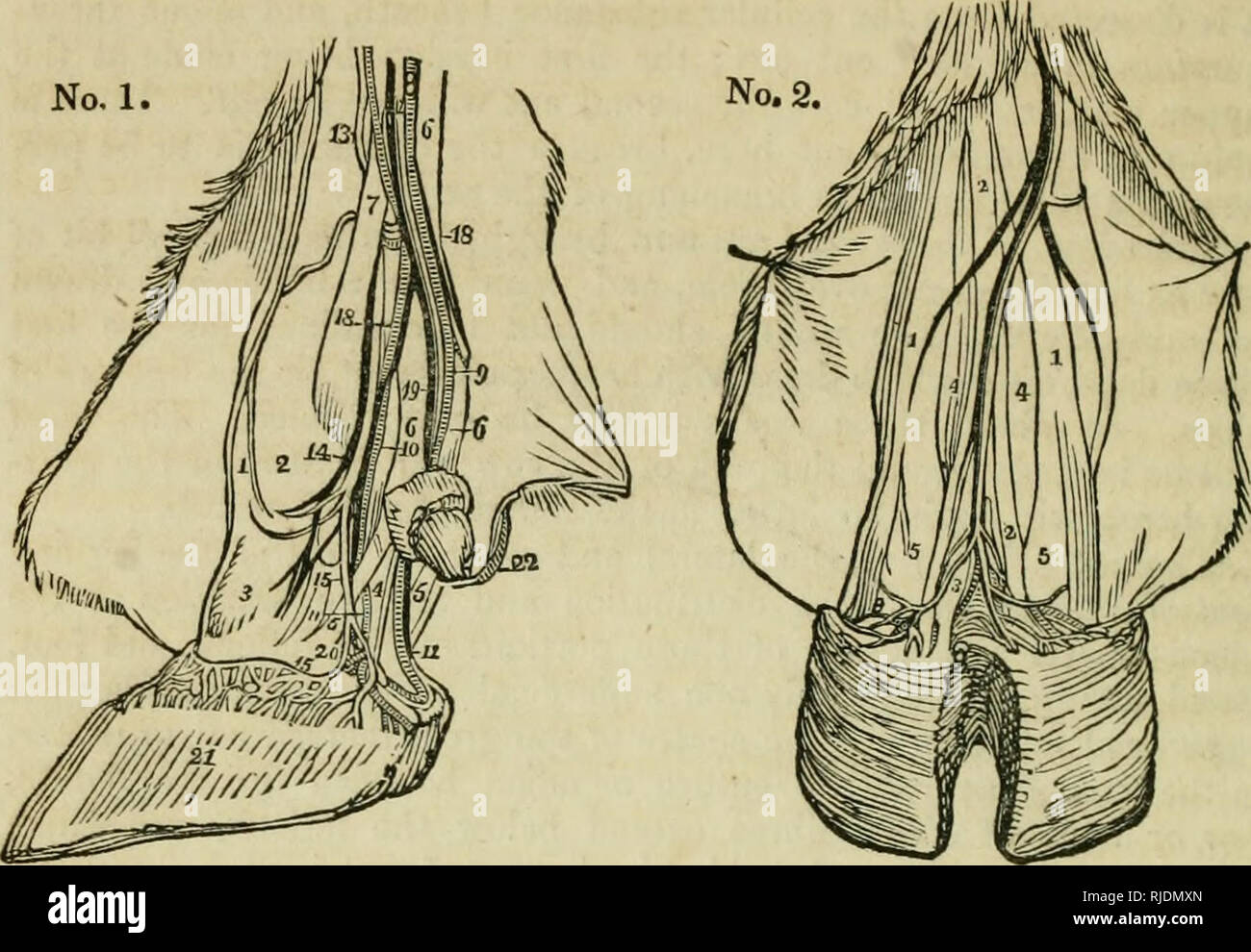 . Cattle. Cattle; Cattle. 176 CATTLE. No. 1.. LEG AND FOOT OF THE OX ...