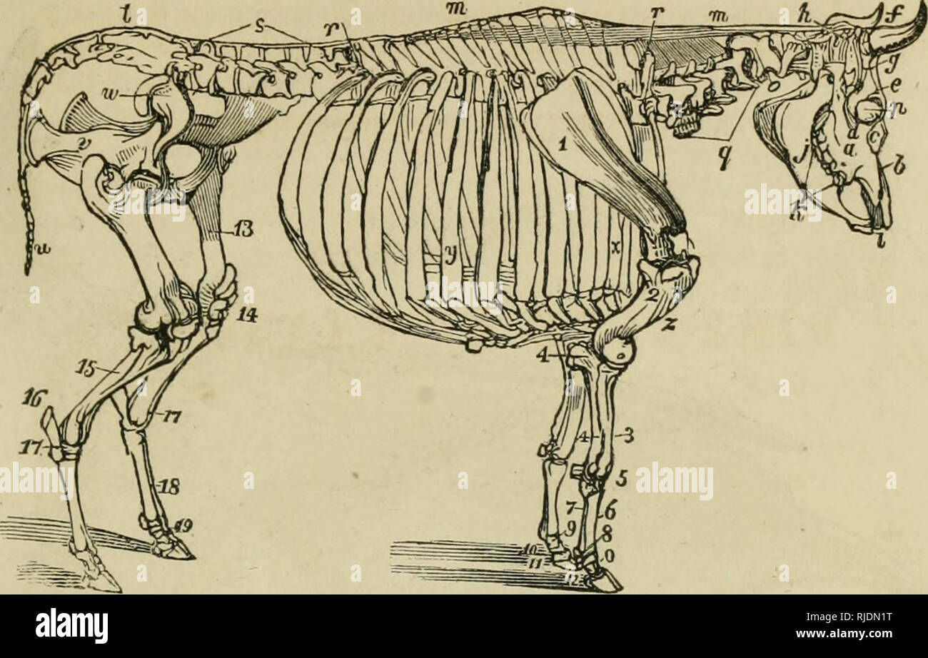 . Cattle. Cattle; Cattle. SKELETON OF THE OX. 143. SKELETON OF THE OX ...