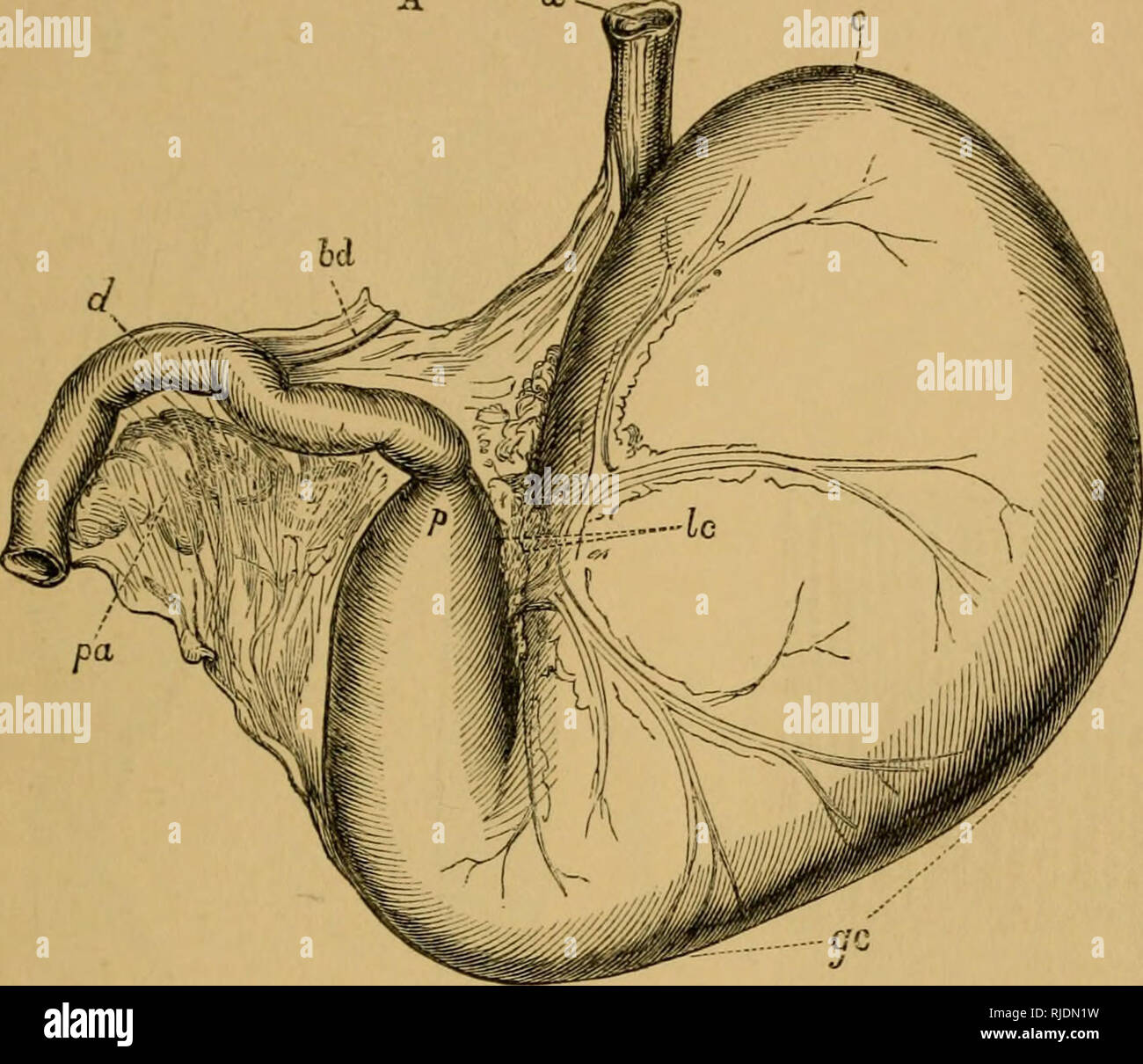 . The cat; an introduction to the study of backboned animals ...