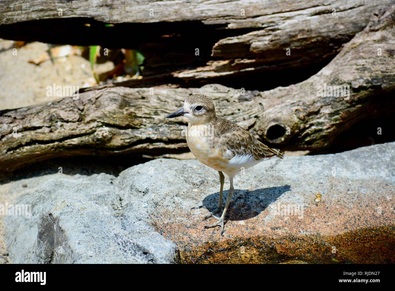 Native birds of nz hi-res stock photography and images - Alamy