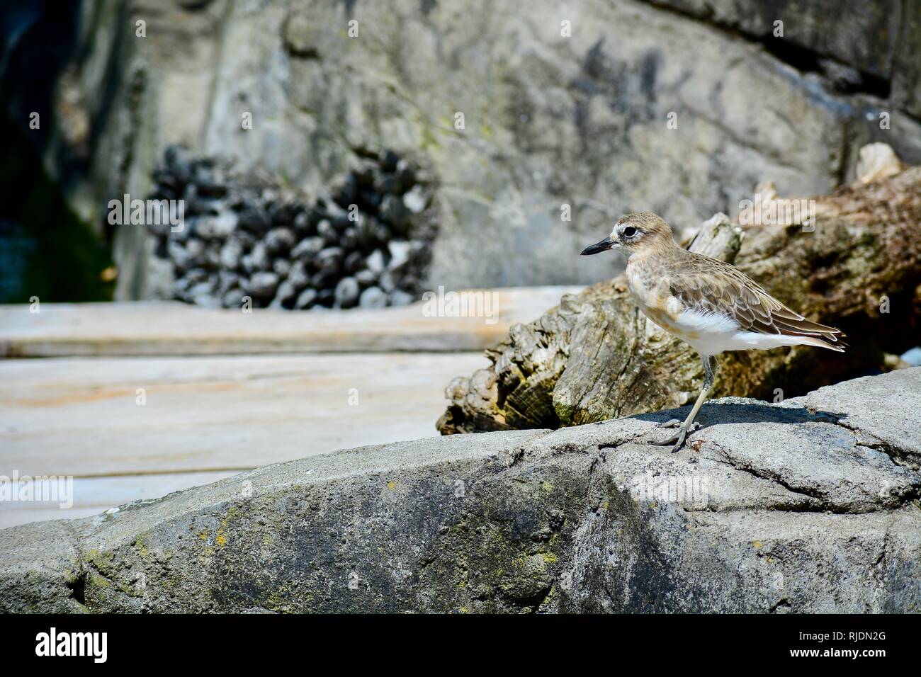 Native birds of nz hi-res stock photography and images - Alamy