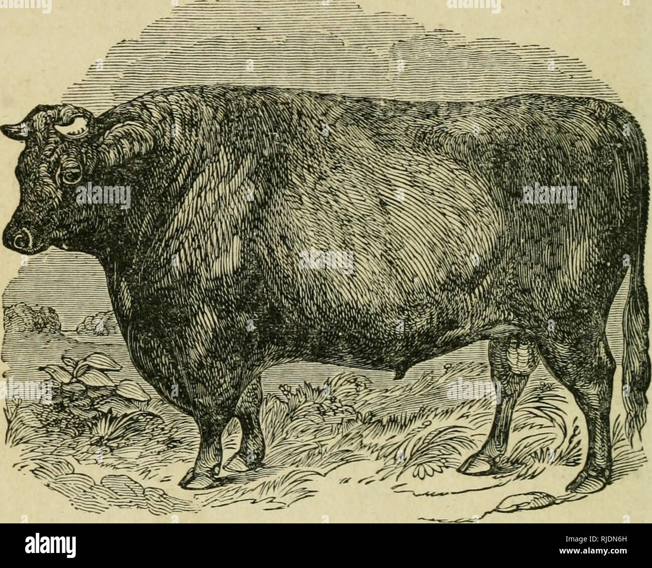 Roan bull hi-res stock photography and images - Alamy