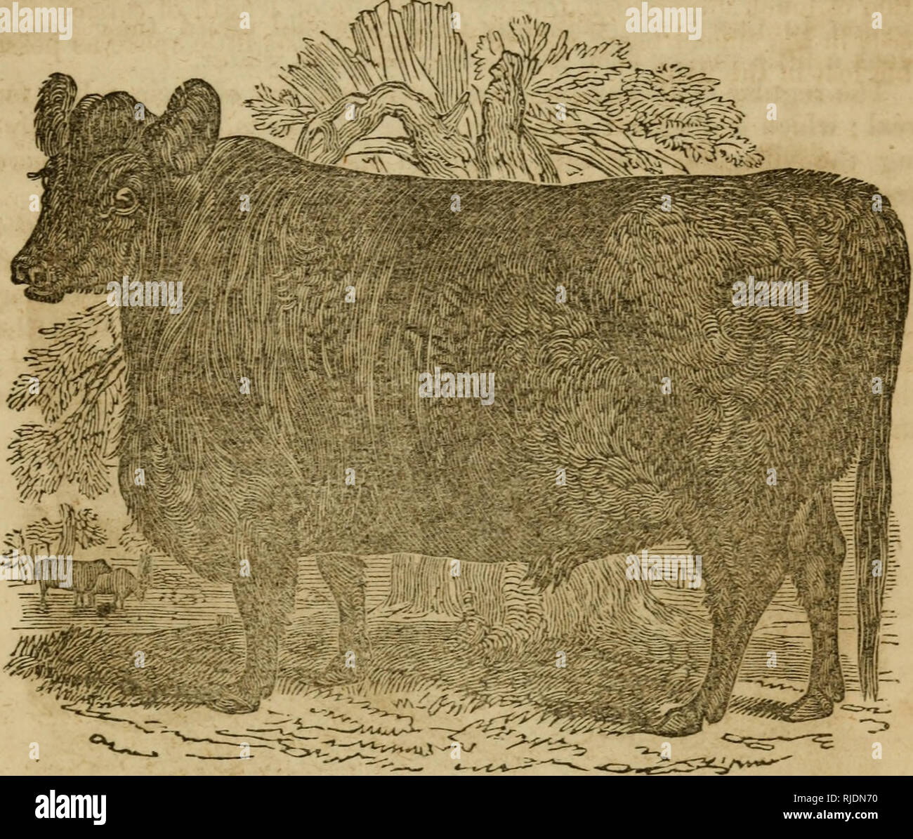 . Cattle. Cattle; Cattle. THE POLLED GALLOWAYS. 65 thinner than that of ...
