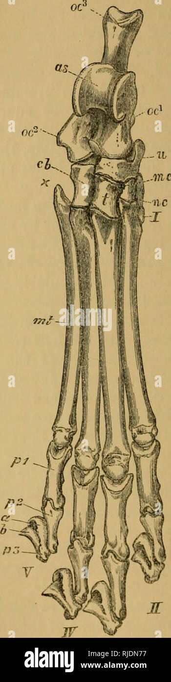 Meso mammals hi-res stock photography and images - Alamy