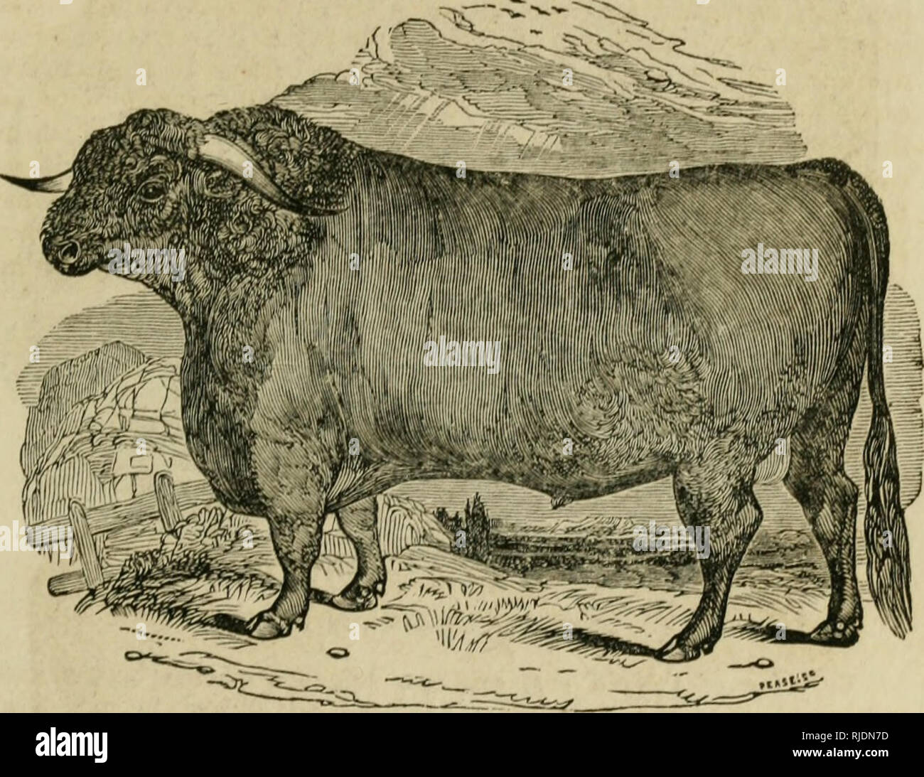 . Cattle. Cattle; Cattle. THE DERBY BREED. 93 The preceding cut is a ...