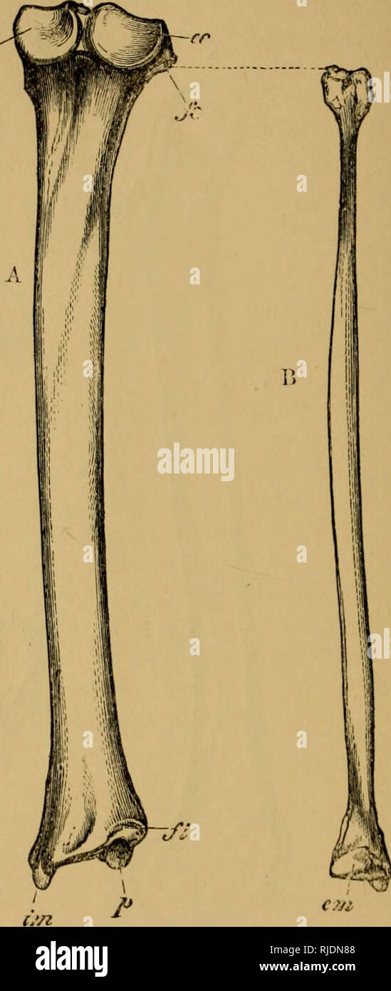 Cat Tibia And Fibula