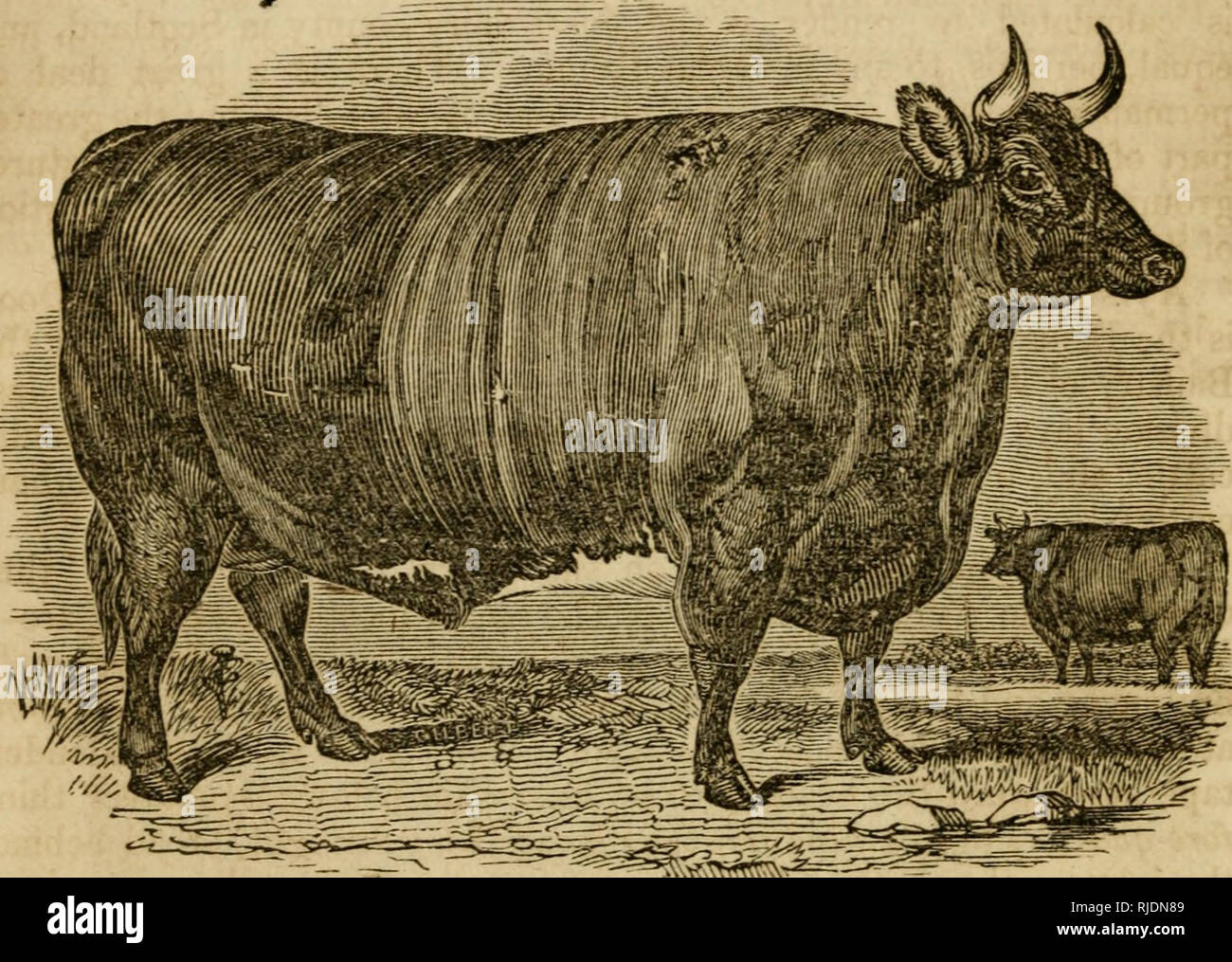 . Cattle. Cattle; Cattle. 84 CATTLE and excellent at work, and good ...