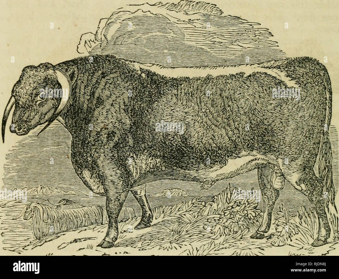 . Cattle. Cattle; Cattle. 8a CATTLE. of long-horn cows in the whole of ...