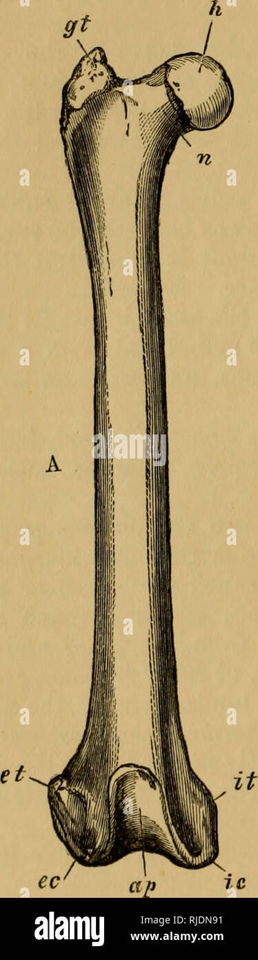 Popliteus muscle hi-res stock photography and images - Alamy