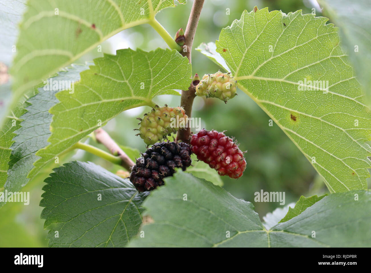 Black mulberry tree hi-res stock photography and images - Alamy