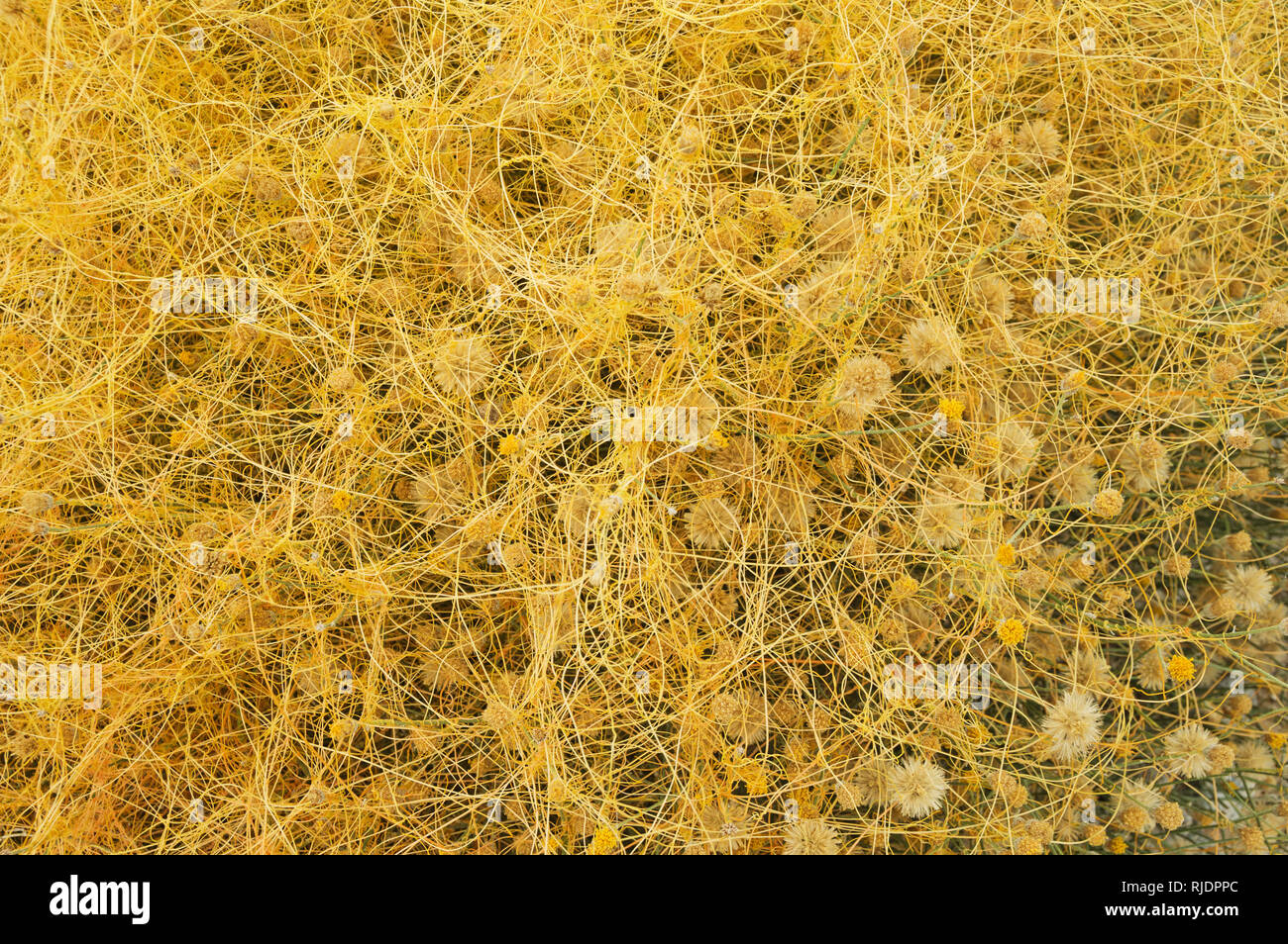 Golden dodder hi-res stock photography and images - Alamy