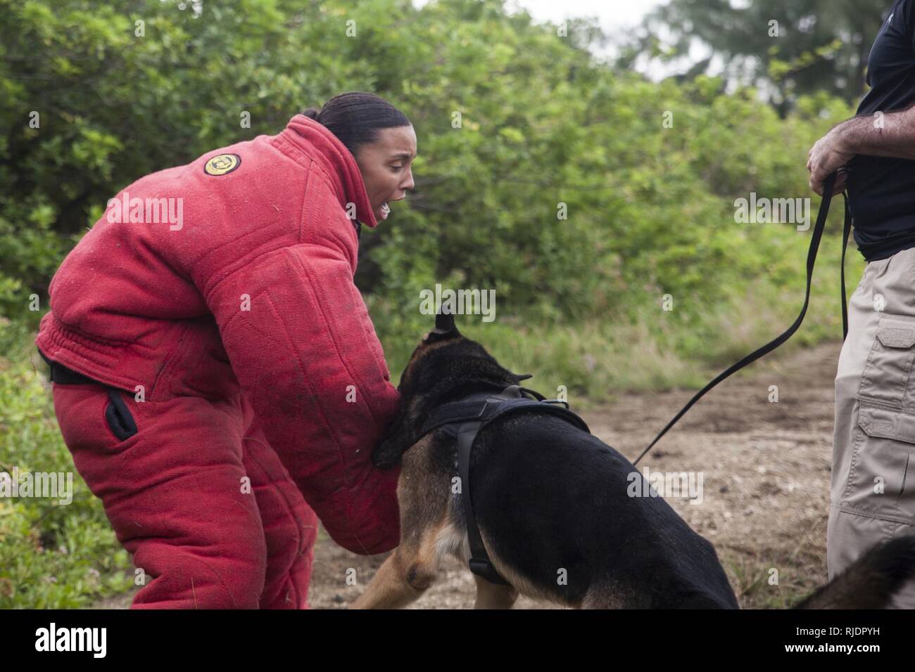 Provost marshals office military working dogs hi-res stock photography ...