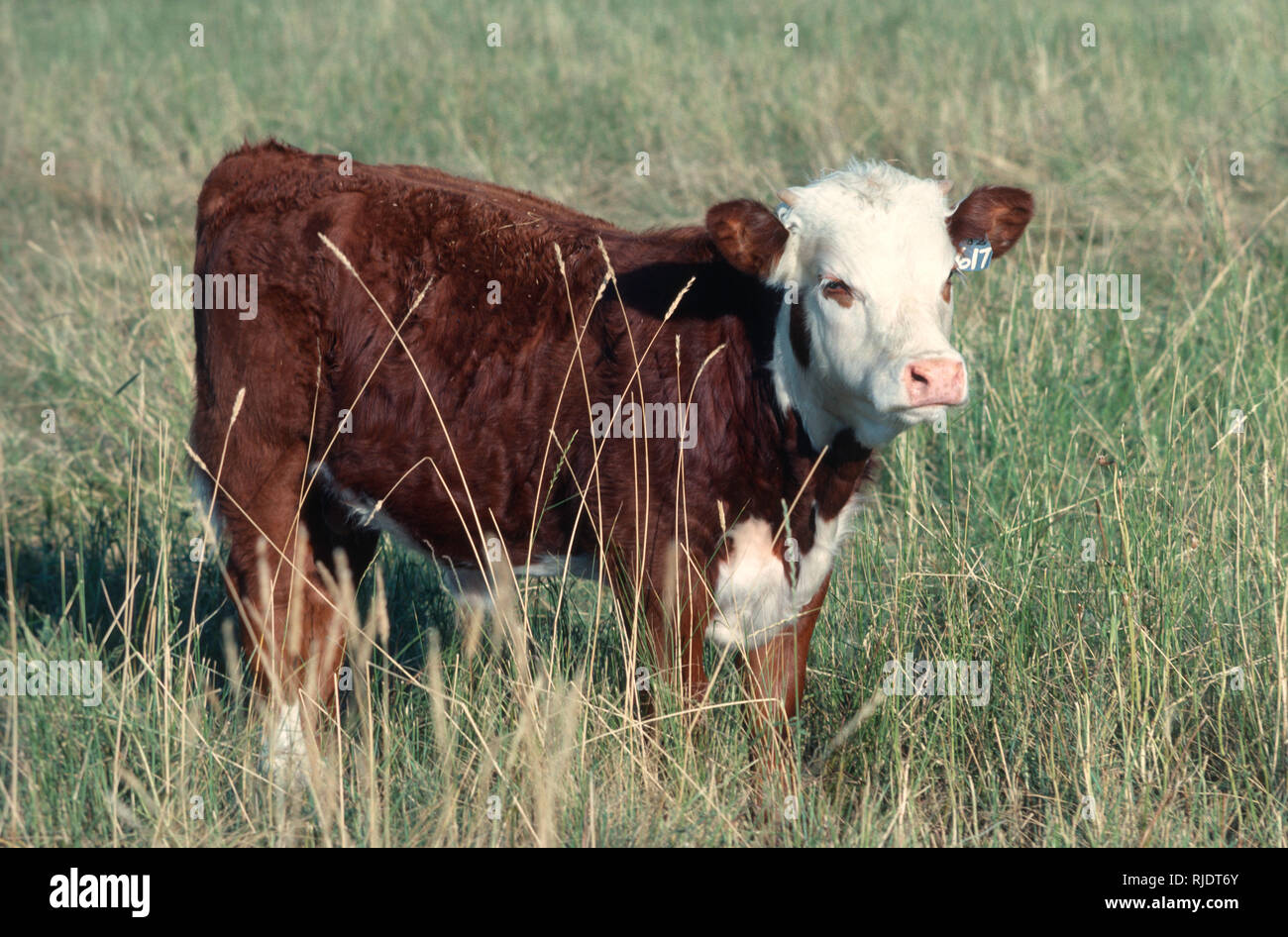 Cattle feedlot america hi-res stock photography and images - Alamy