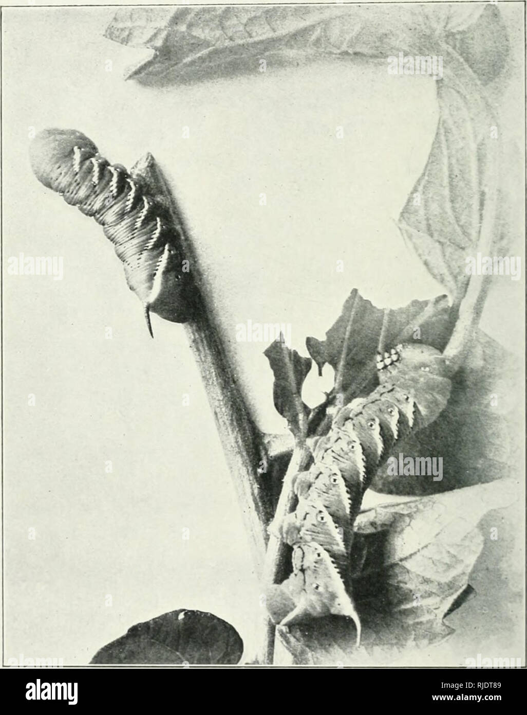 . Caterpillars and their moths. Larvae; Moths. Protoparce caroliua ...