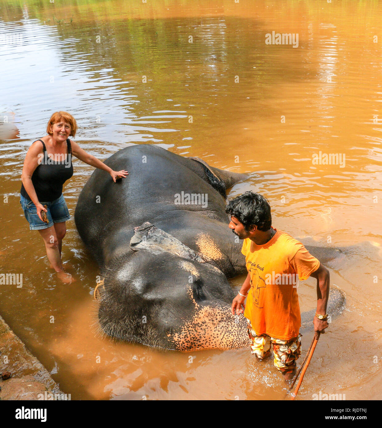 Female tourist and mahout washing elephant at Dudhsagar Waterfalls, Sea ...