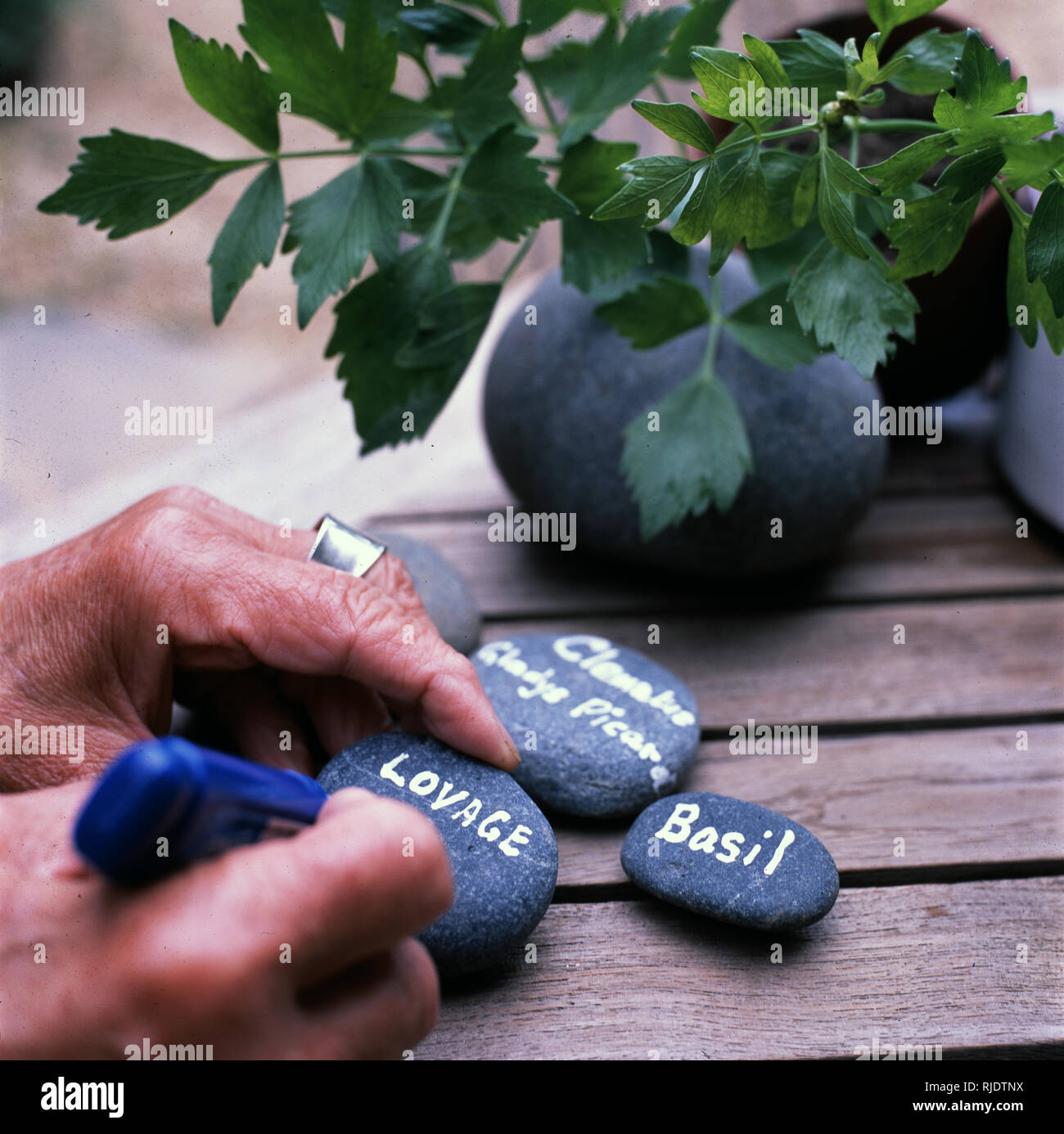 Hand writing herb names on pebbles Stock Photo - Alamy