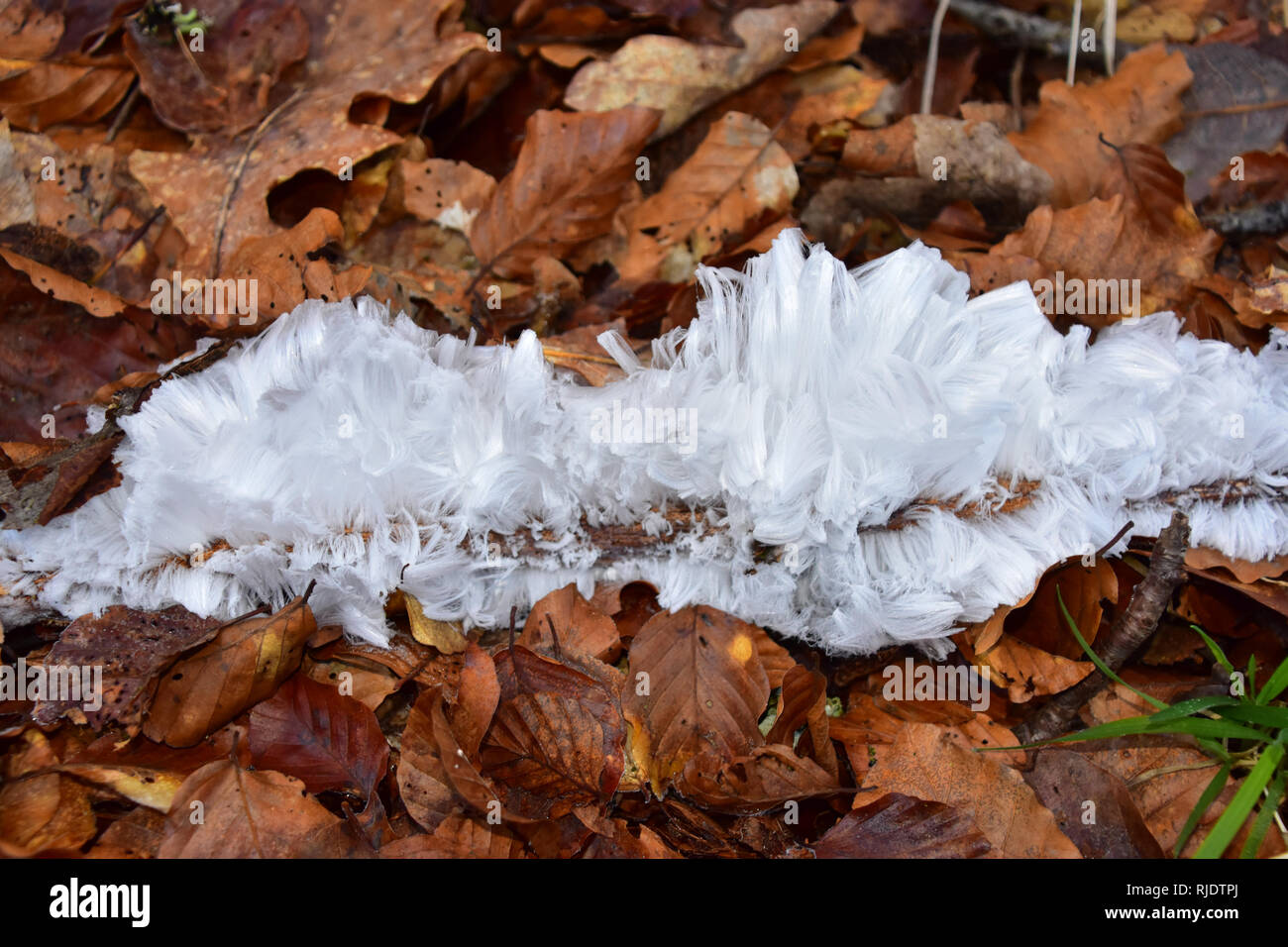 Hair ice hi-res stock photography and images - Alamy