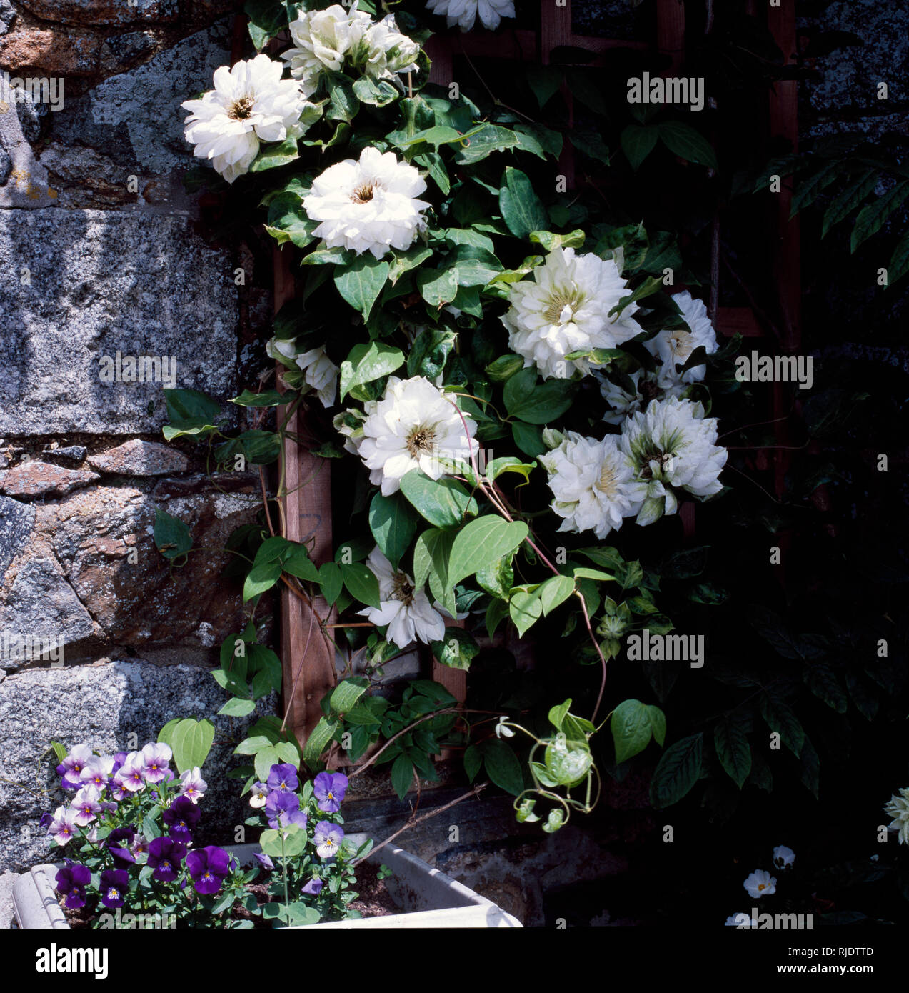 Double clematis hi-res stock photography and images - Alamy