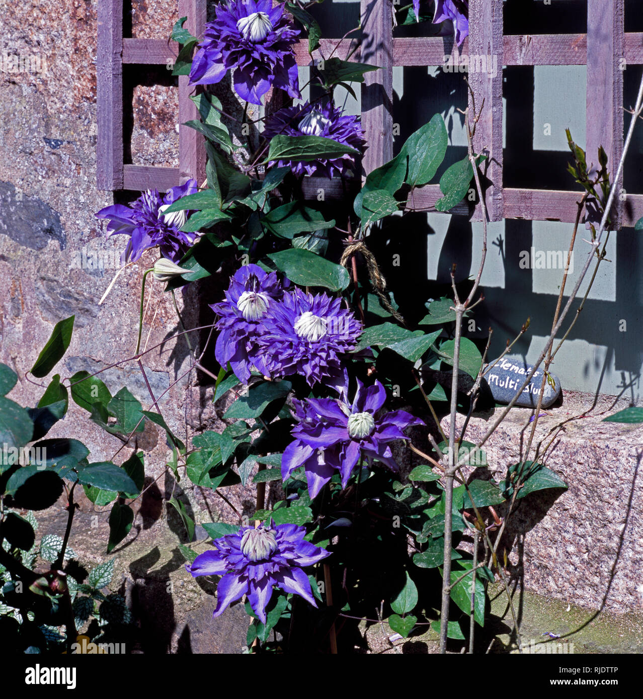 Close-up of a deep blue double clematis Stock Photo - Alamy