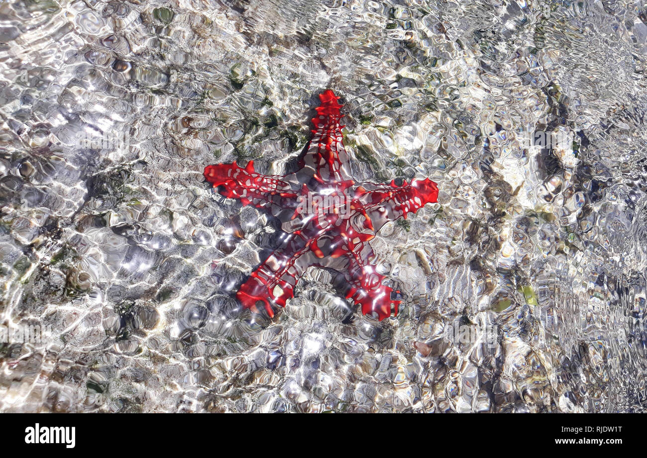 African red knobbed starfish under the water Stock Photo - Alamy
