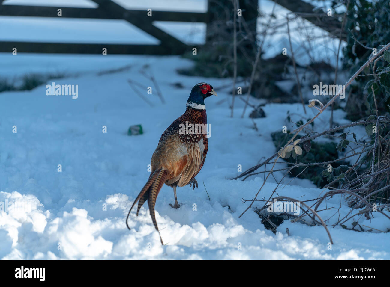 Pheasant snow uk hi-res stock photography and images - Alamy