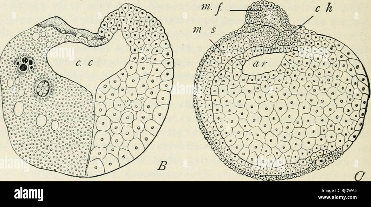 Frog blastula hi-res stock photography and images - Alamy