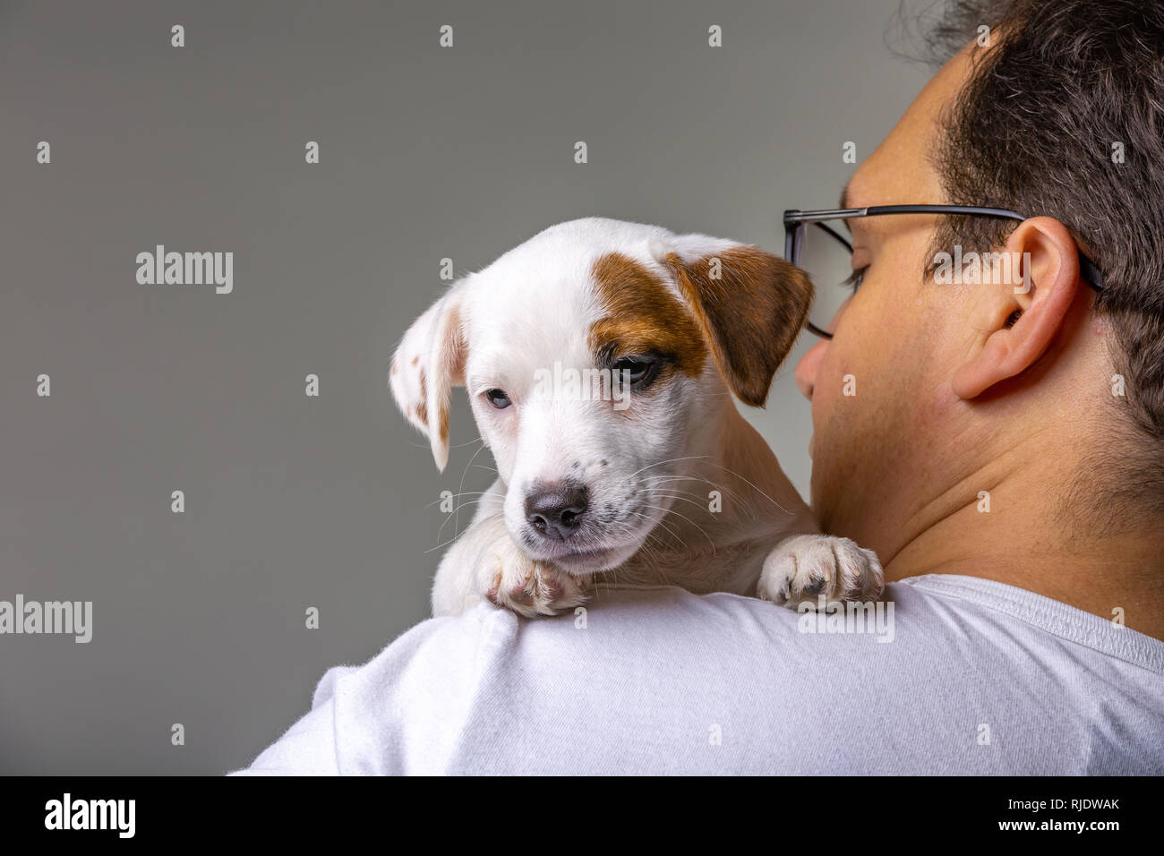 Jackrussel hi-res stock photography and images - Alamy