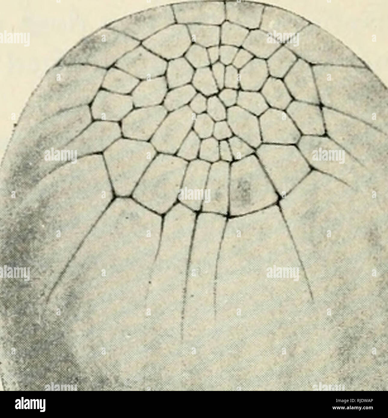 . The cell in development and inheritance. Cells. Fig. 173. — Partial ...