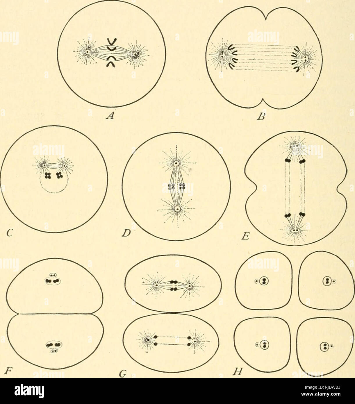 . The cell in development and inheritance. Cells. 242 REDUCTION OF THE ...