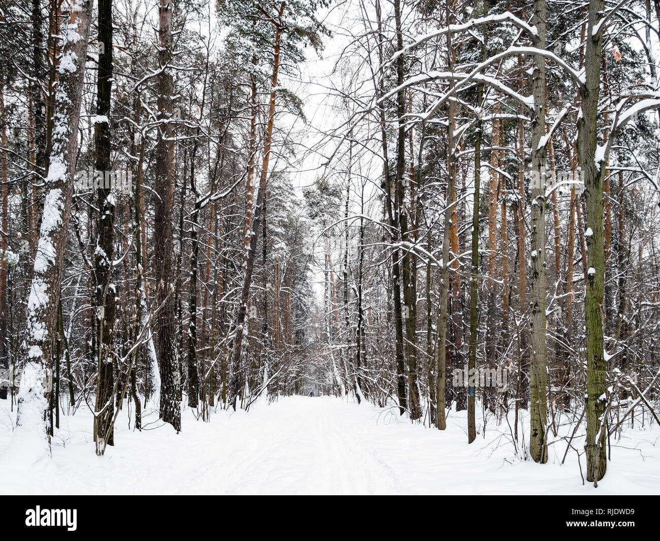 alley in snow-covered city park in winter day Stock Photo - Alamy