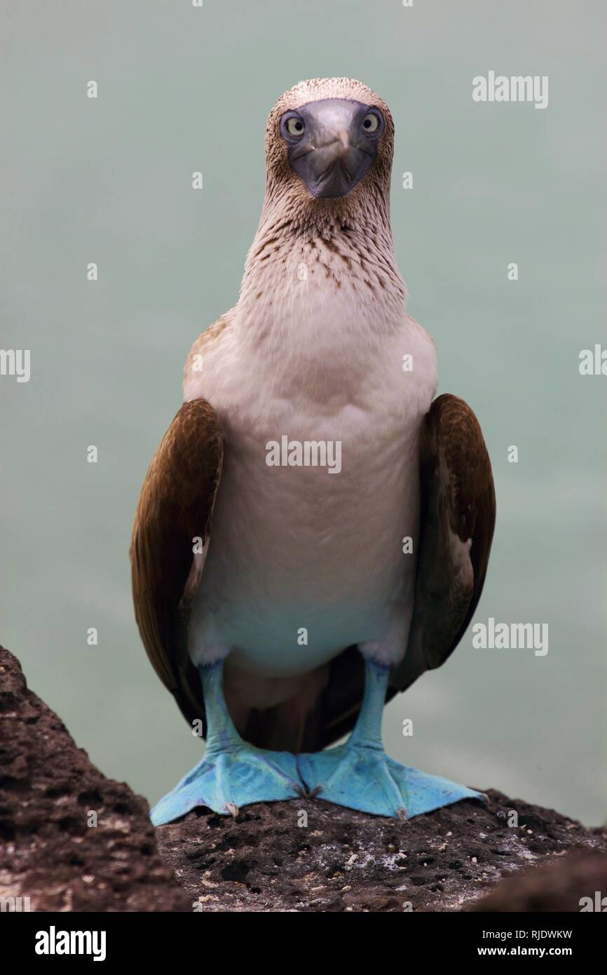 Blue Footed Booby Stock Photo - Alamy