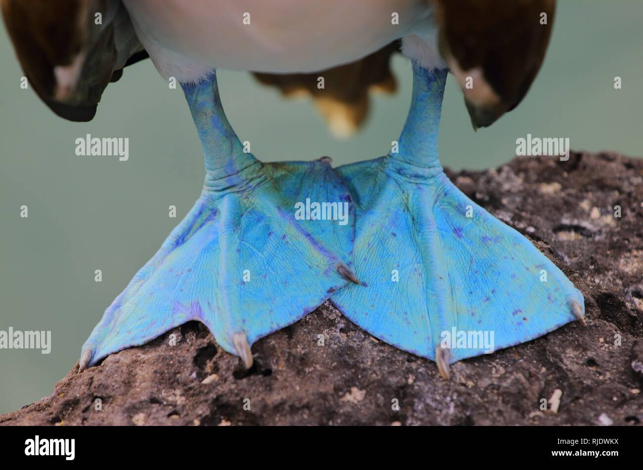 Fin footed hi-res stock photography and images - Alamy