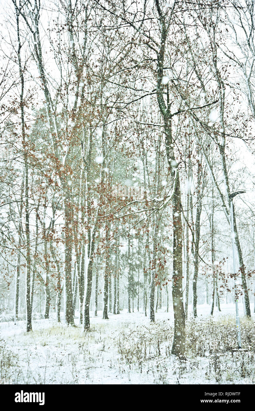 heavy snow in the forest Stock Photo - Alamy