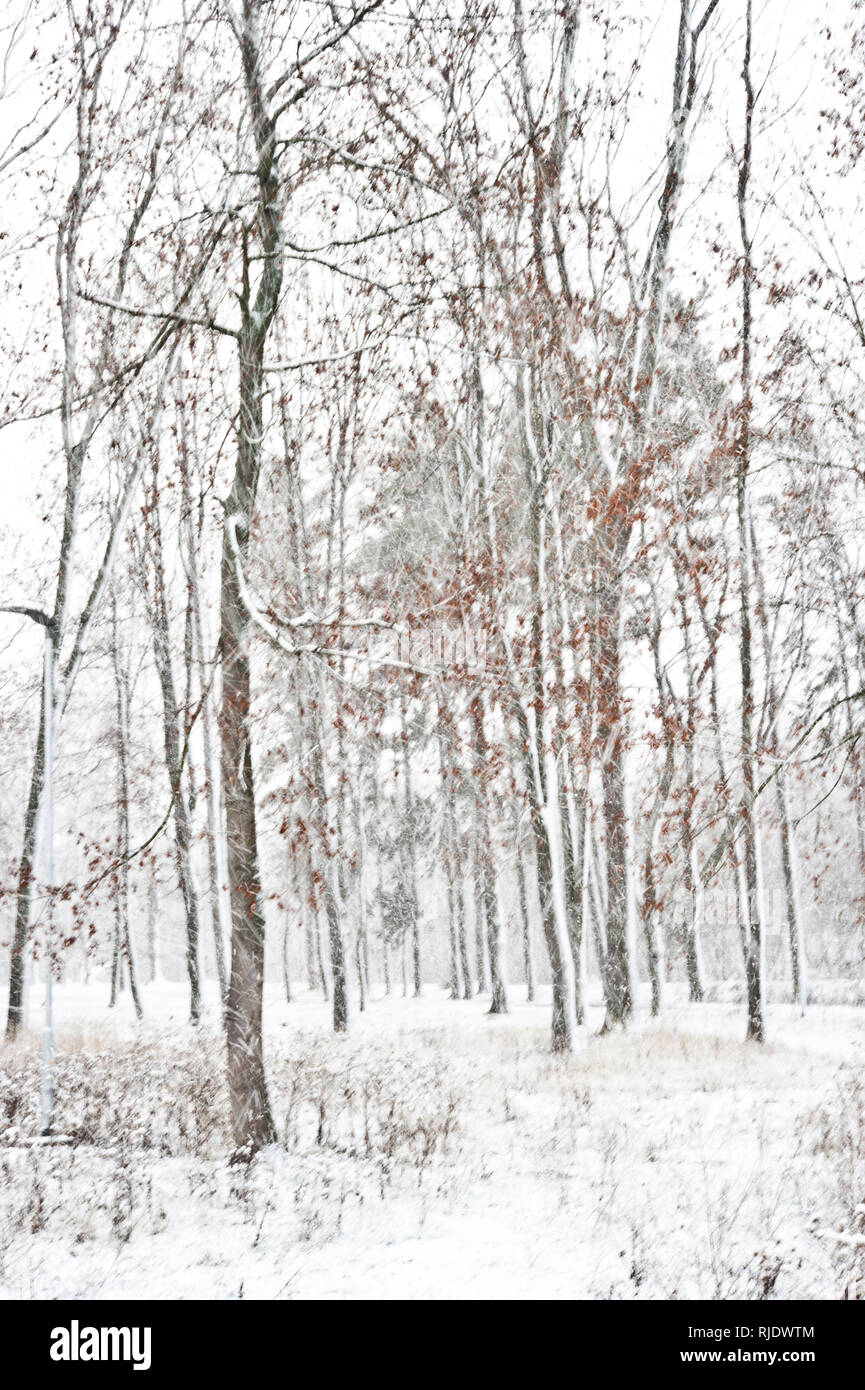 Heavy snow in forest hi-res stock photography and images - Alamy