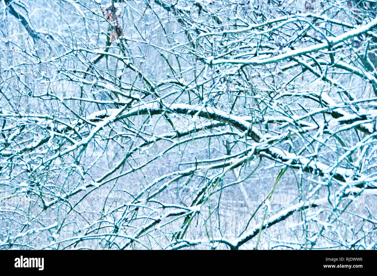 Pattern of tree branches hi-res stock photography and images - Alamy