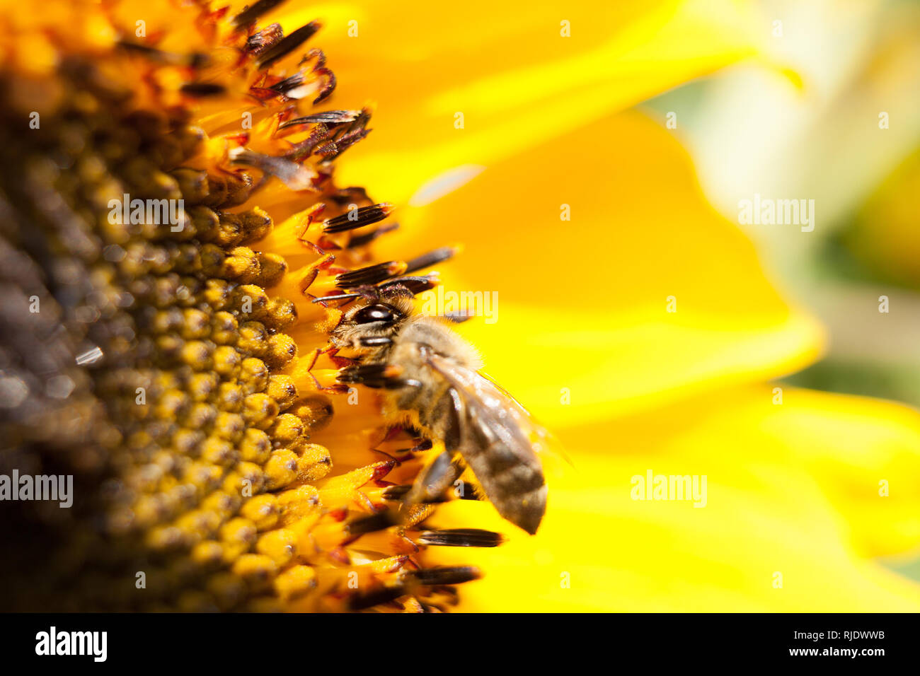 A bee on a sunflower. Collects pollen and drink nectar. Yellow flower ...