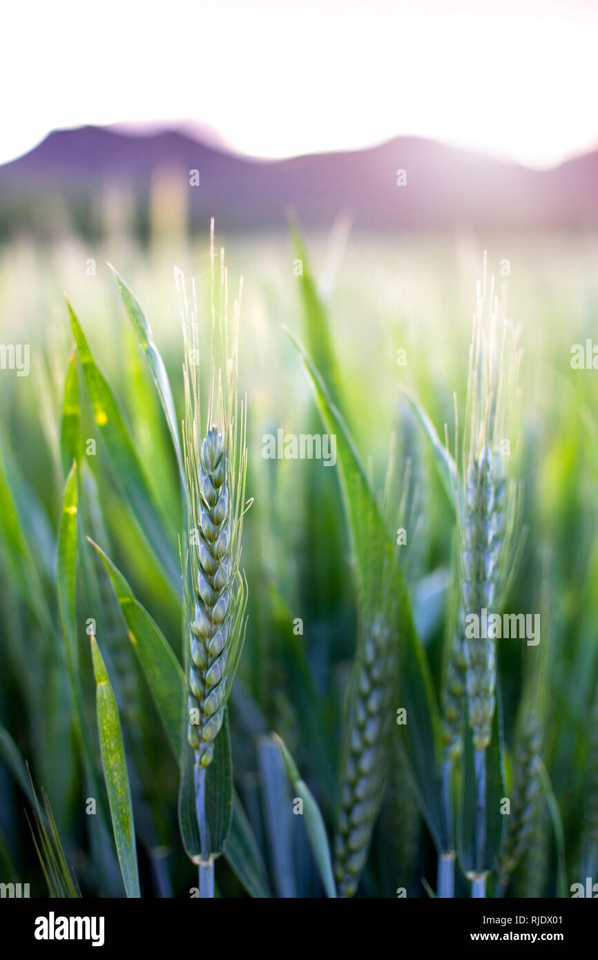 Seed farming hi-res stock photography and images - Alamy