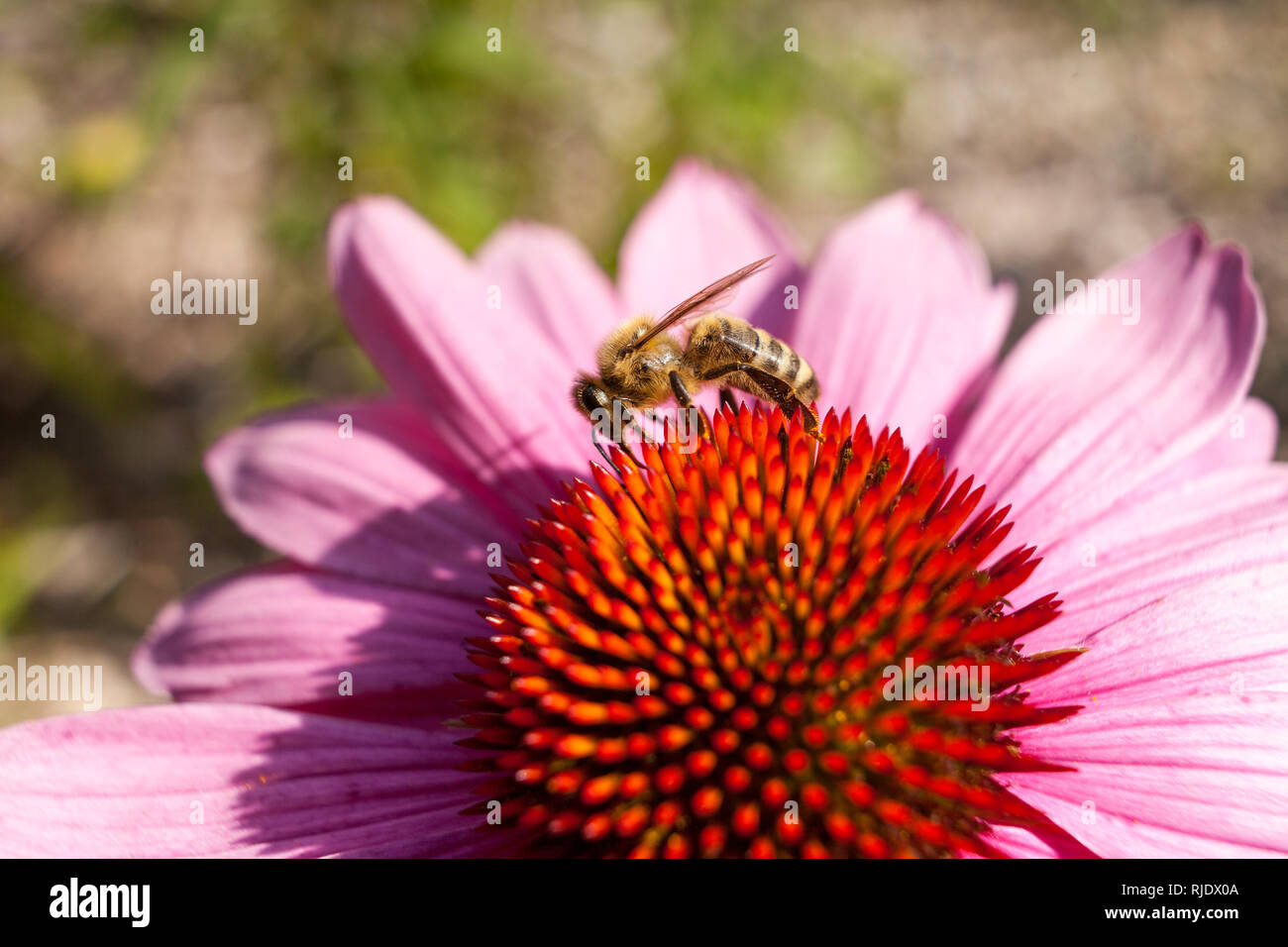 Bee on coneflower. Bee on a blurred background. A bee drinking nectar ...