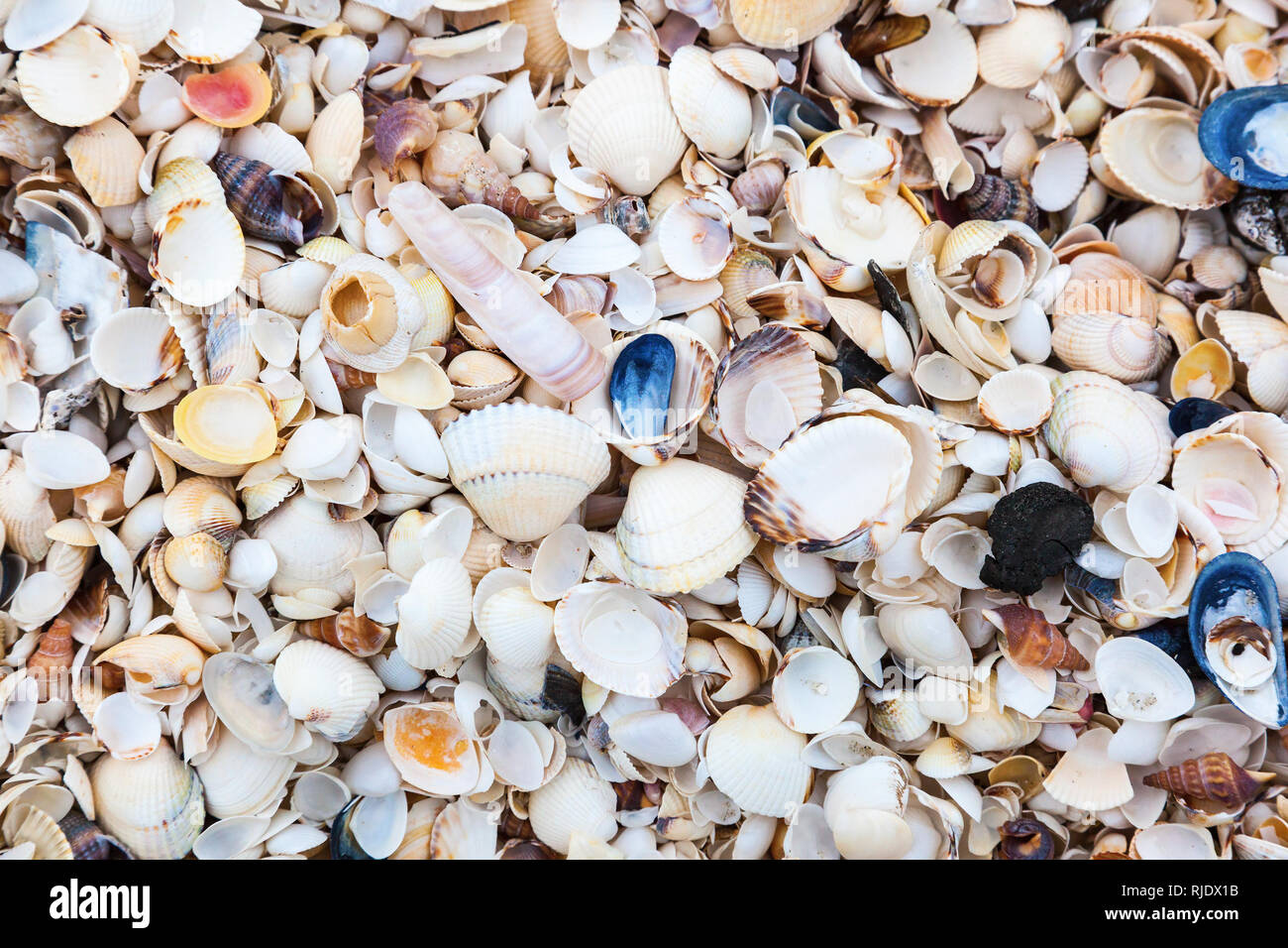 Beach many old shells hi-res stock photography and images - Alamy