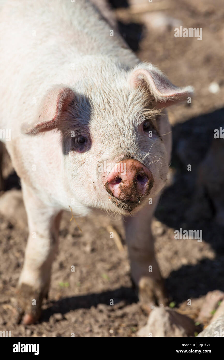 Close up of a piglet Stock Photo - Alamy