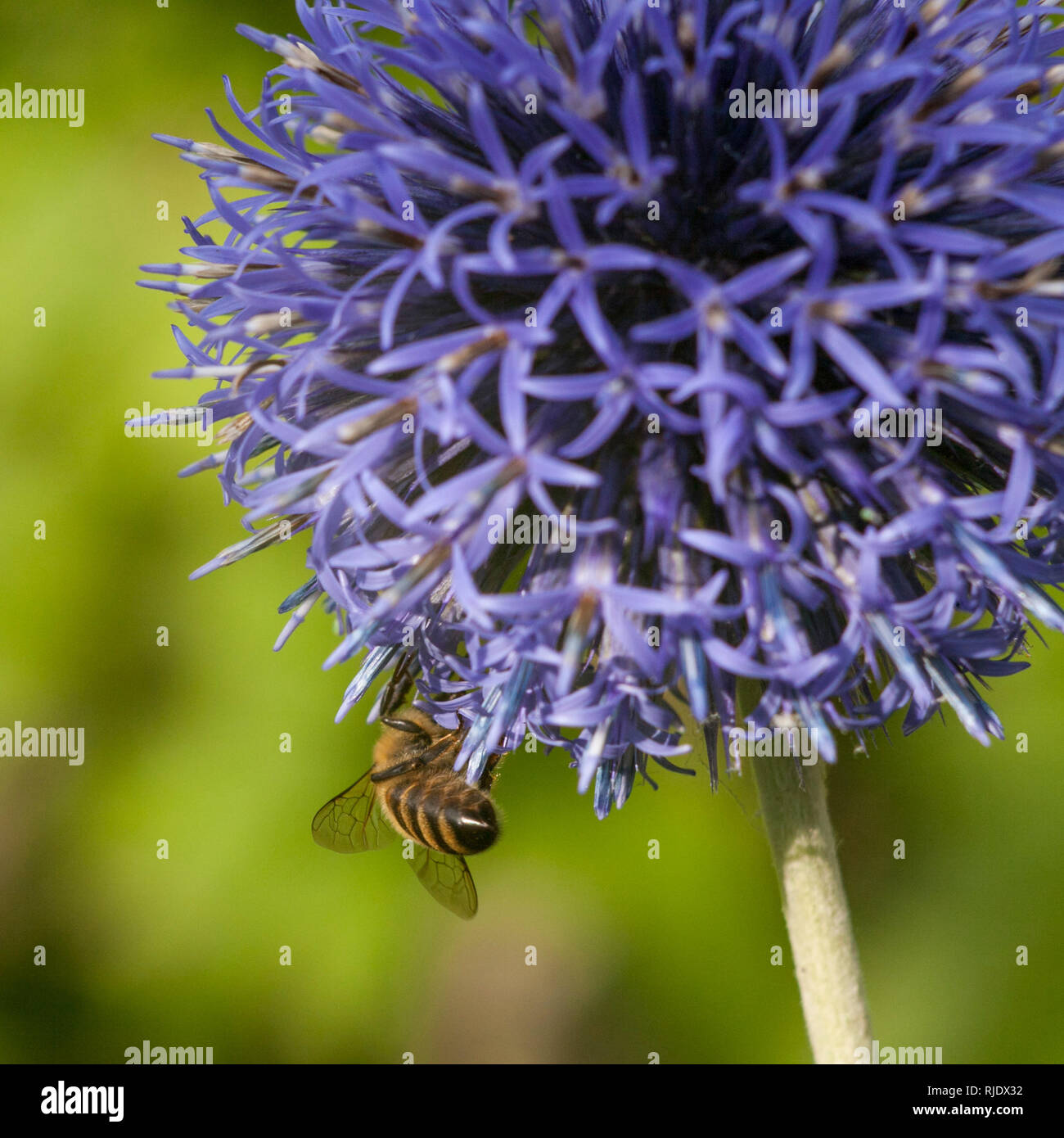 Bee on decorative purple thistle. Collects pollen and drink nectar ...