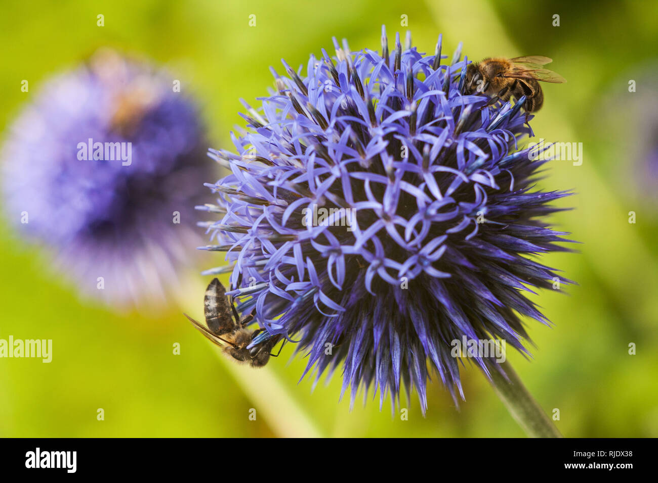 Bee on decorative purple thistle. Collects pollen and drink nectar ...