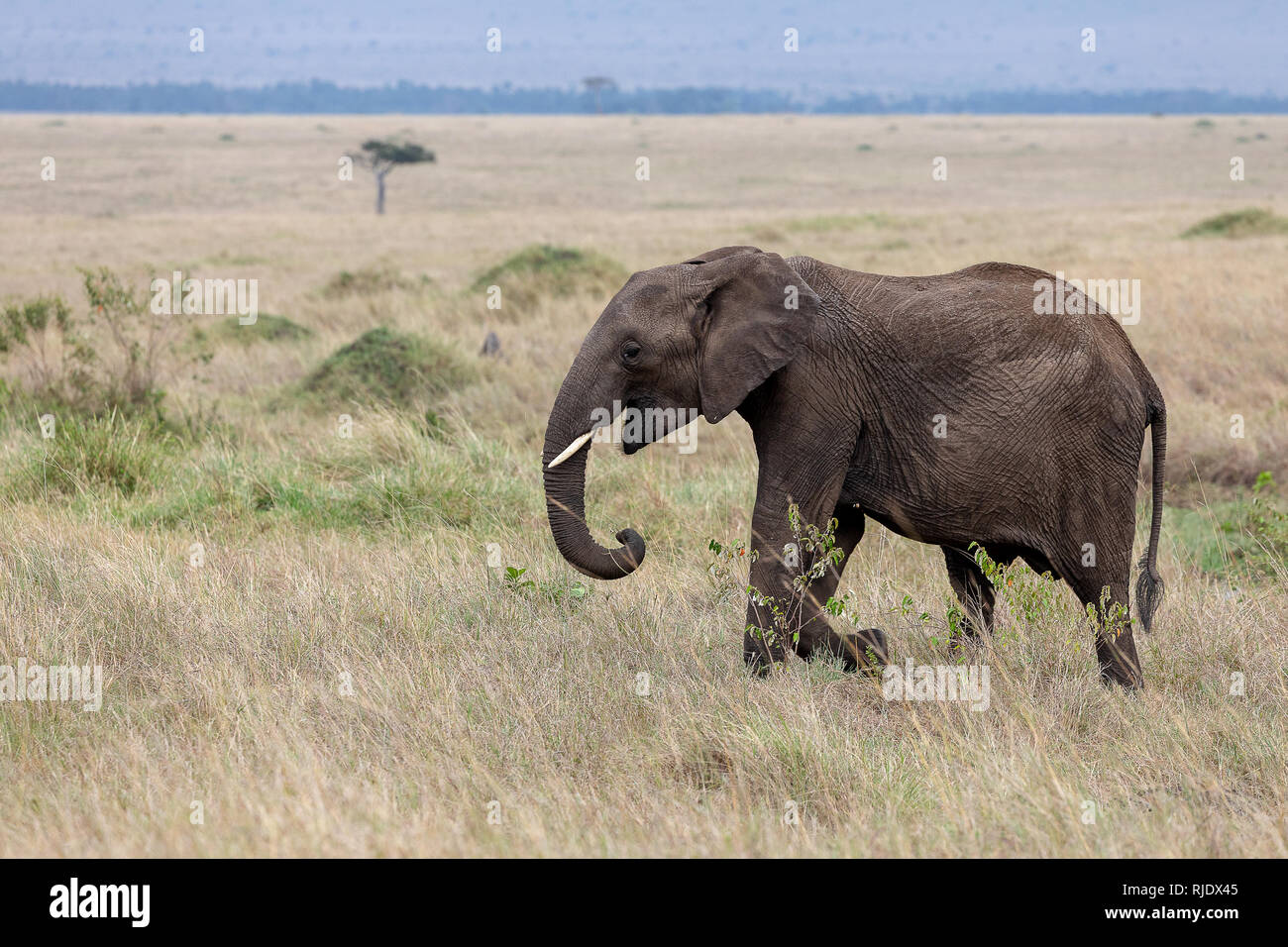 African elephant in Kenya, Africa Stock Photo - Alamy