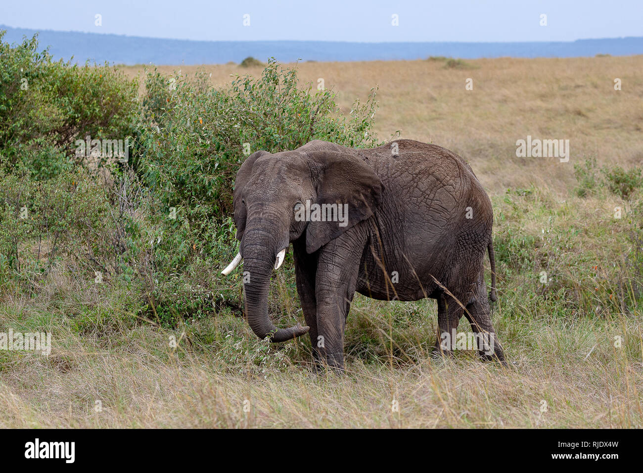 African elephant in Kenya, Africa Stock Photo - Alamy