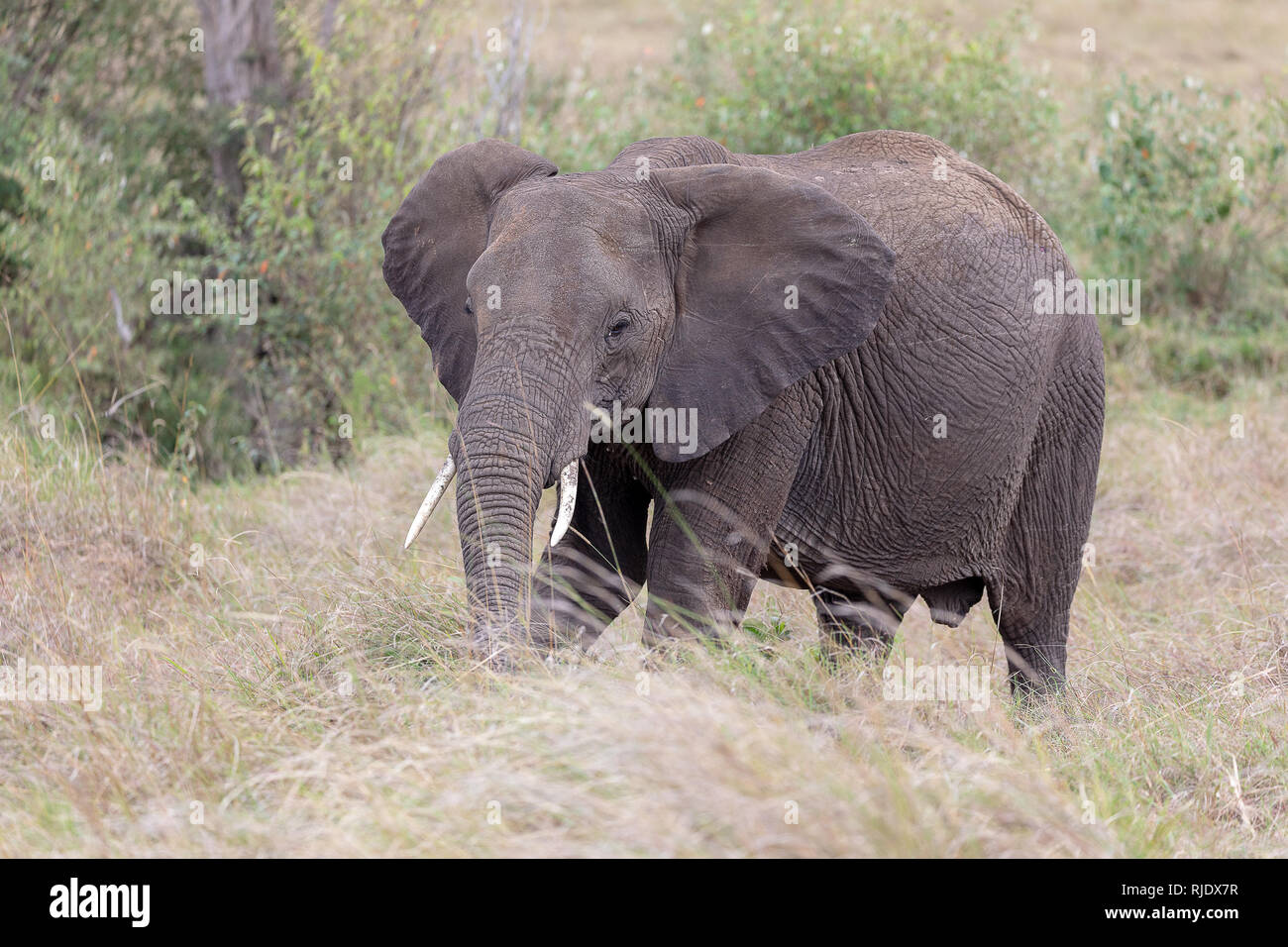 African elephant in Kenya, Africa Stock Photo - Alamy